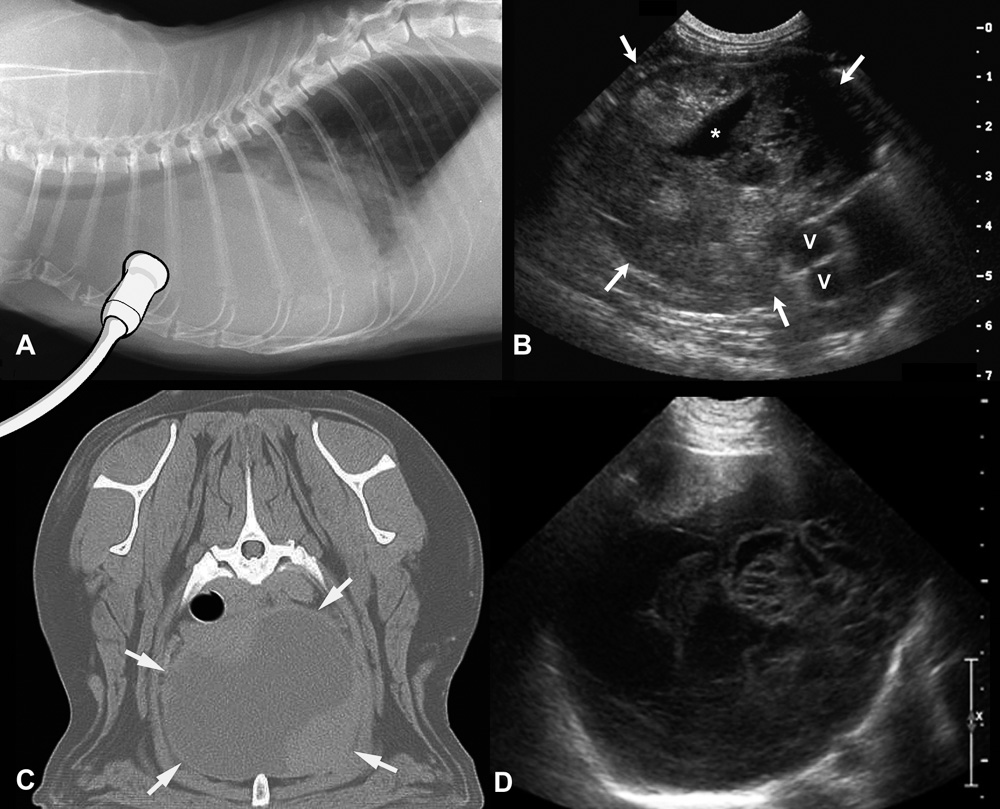 Idiopathic fat necrosis (Bate's body) - Small Animal Ultrasonography
