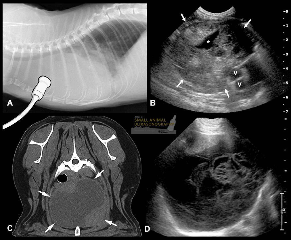 Thymomas - Small Animal Ultrasonography