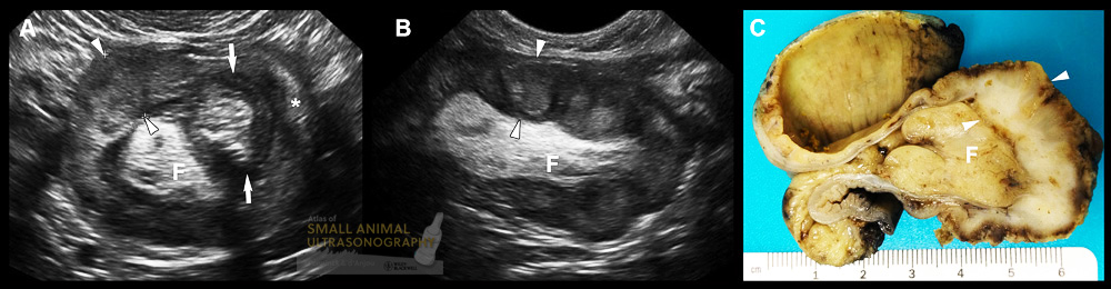 Colonic intussusception and adenocarcinoma in a cat - Small Animal ...
