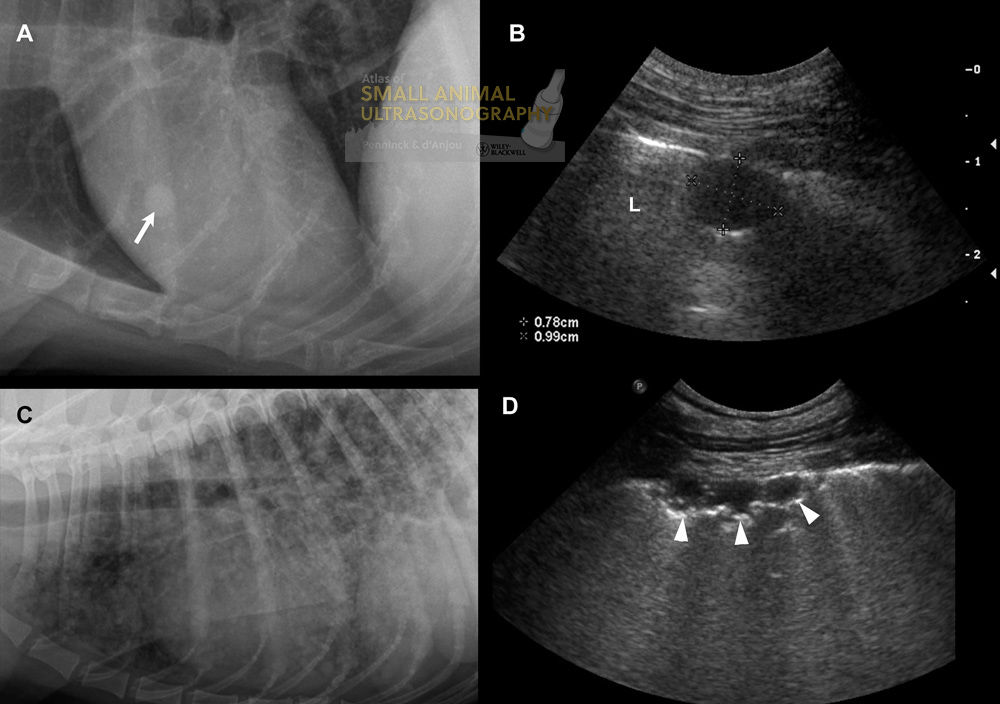 Pulmonary metastases in two dogs - Small Animal Ultrasonography
